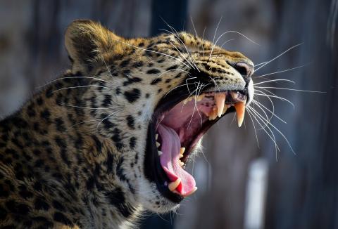 Amur leopard conservation center opened in Russian Far East | OANA NEWS